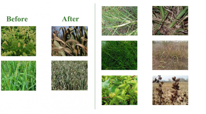 Herbicide Glyphosate Powder 95% TC For Weeds CAS 1071-83-6